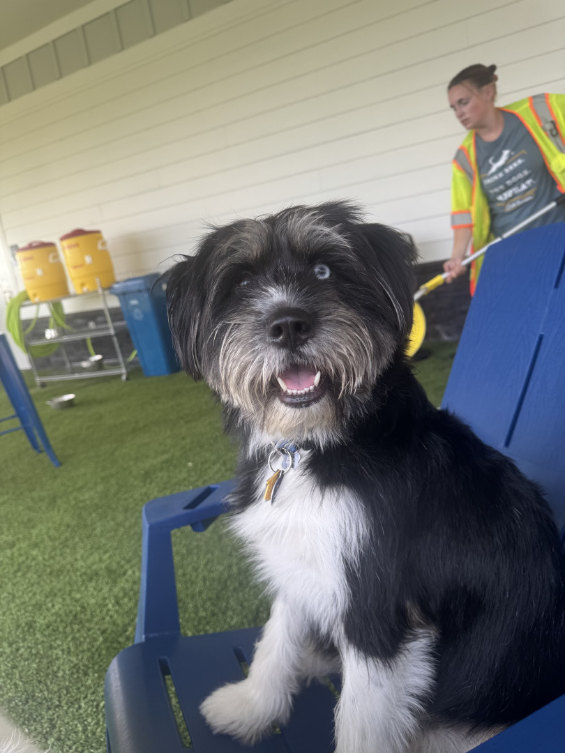 Blue | America's Favorite Pet