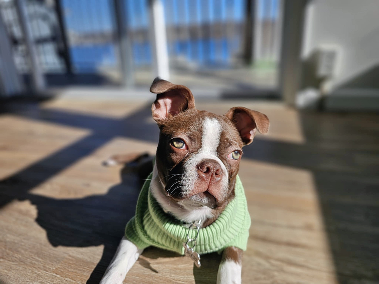 Dexter | America's Favorite Pet