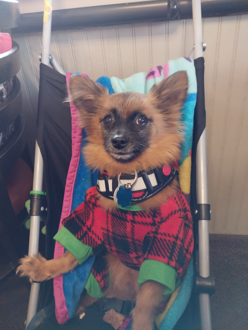 Bro Buddy | America's Favorite Pet