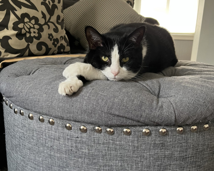 Panda Bear | America's Favorite Pet