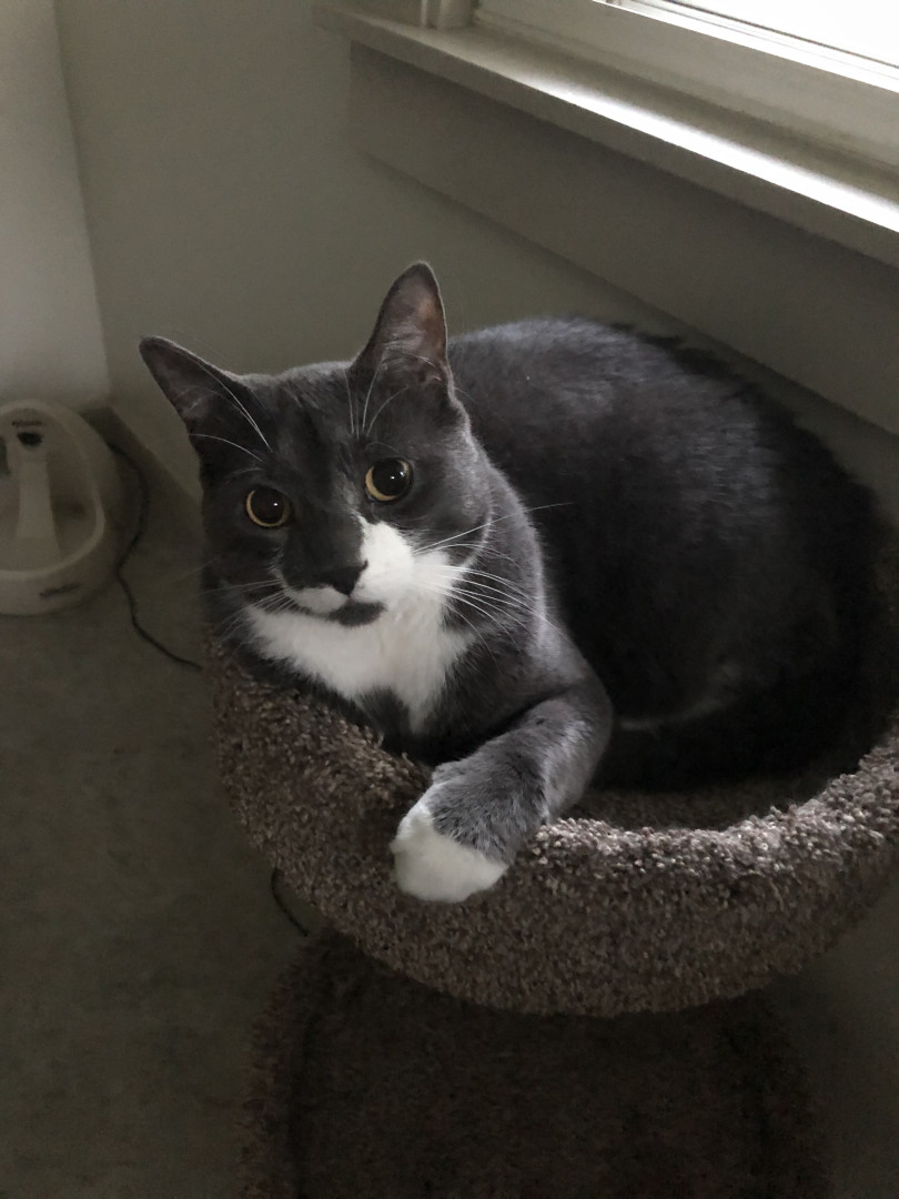 Motley | America's Favorite Pet