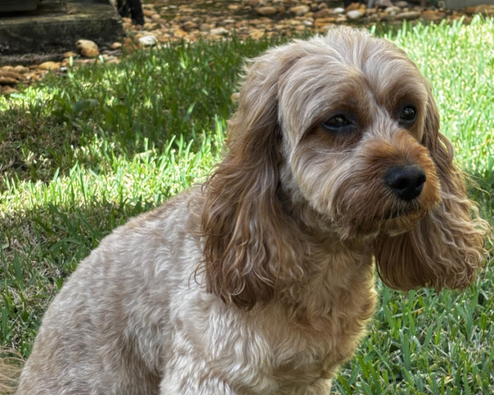 Hapy | America's Favorite Pet