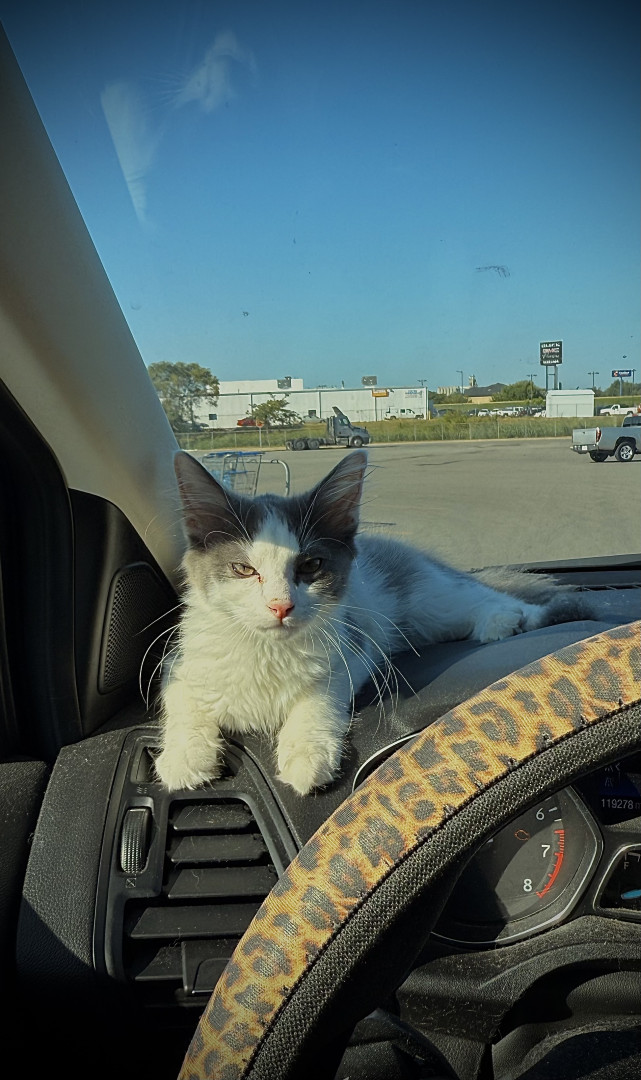 Gizmo | America's Favorite Pet