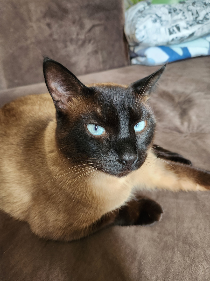 Bruno | America's Favorite Pet