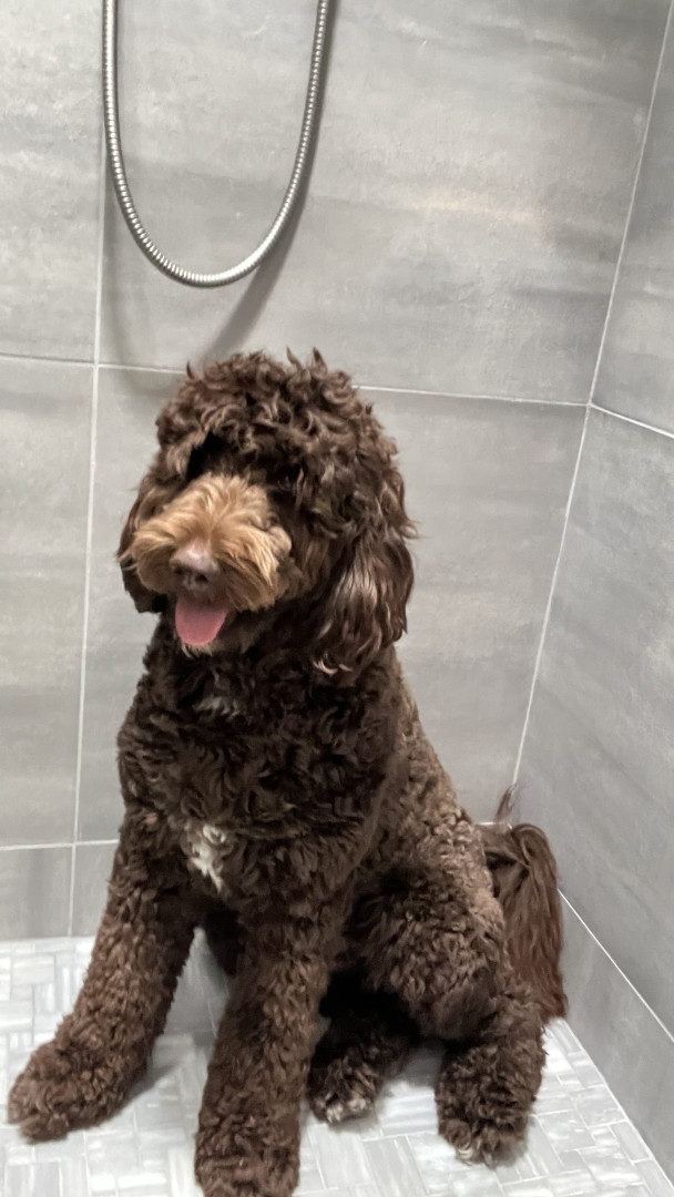 Coconut Venti | America's Favorite Pet