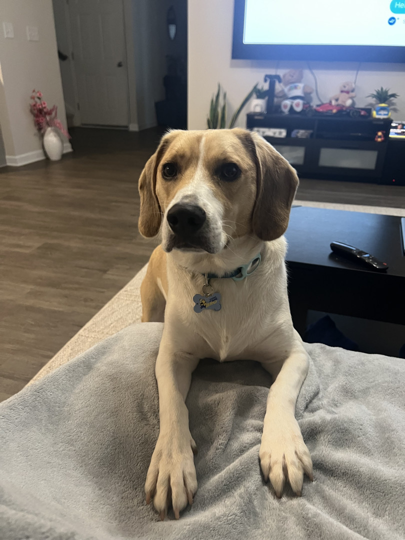 Toby | America's Favorite Pet