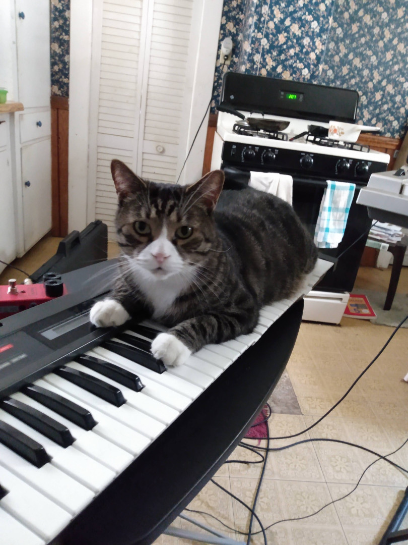 Tiger | America's Favorite Pet