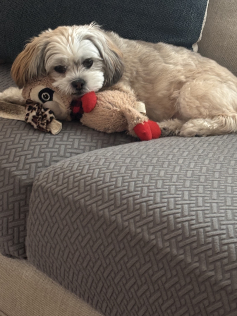 Lola | America's Favorite Pet