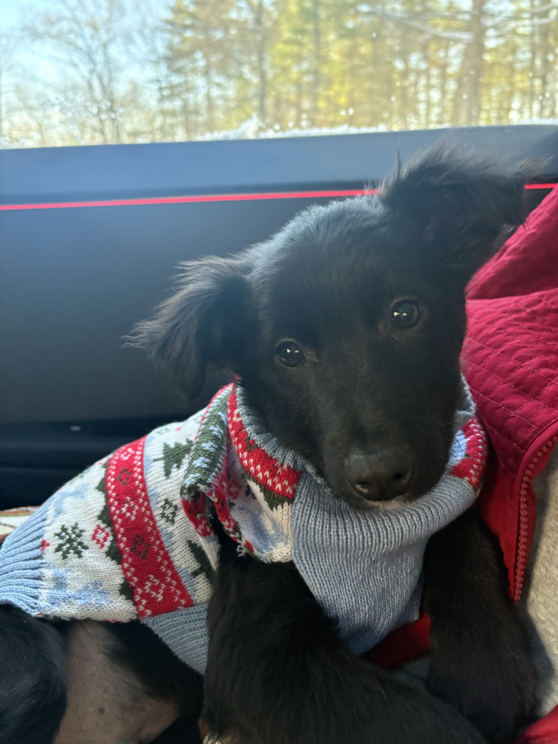 Rip | America's Favorite Pet