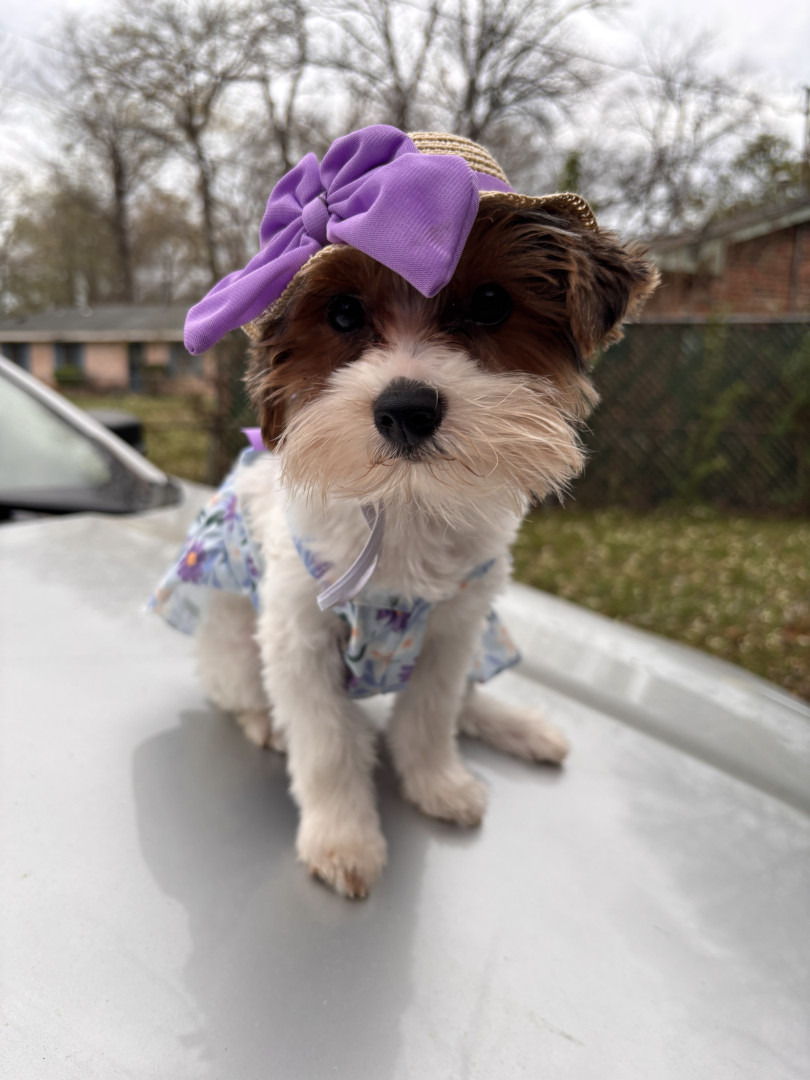 Priscilla | America's Favorite Pet