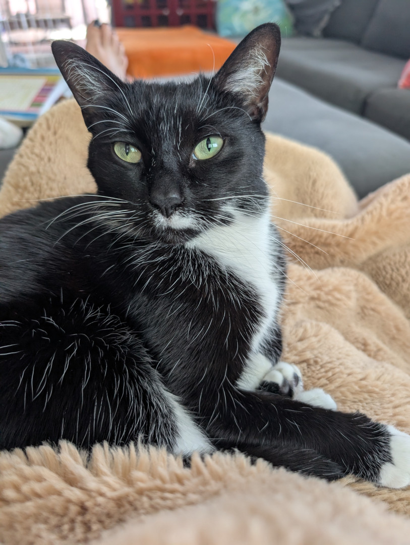 Phyona Grace Tippit | America's Favorite Pet