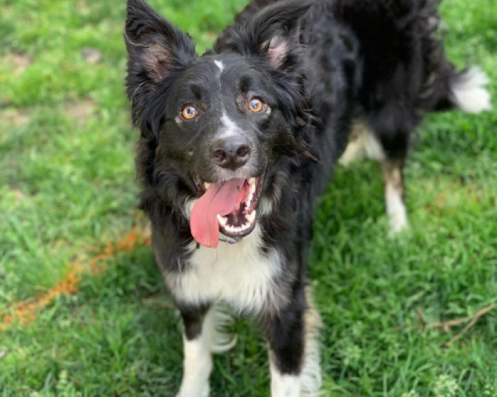 America's Favorite Pet