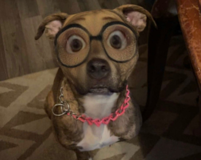 America's Favorite Pet