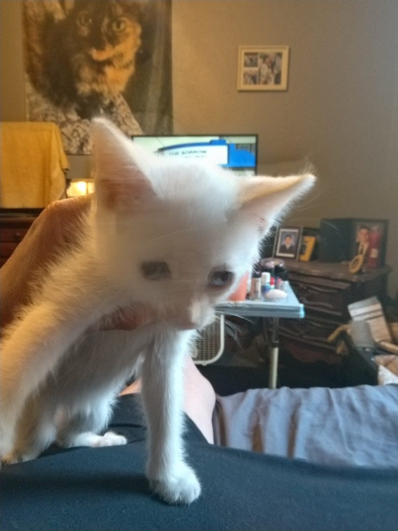 Chester | America's Favorite Pet