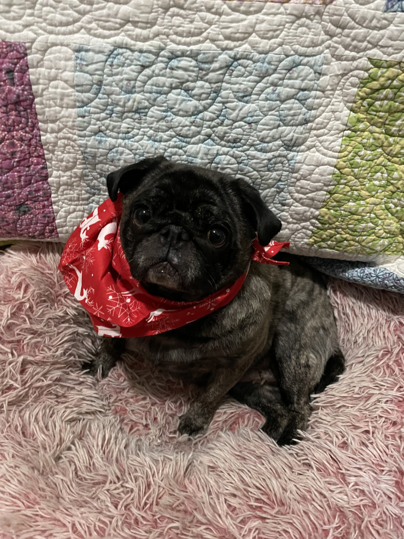 Miss Pebbles | America's Favorite Pet