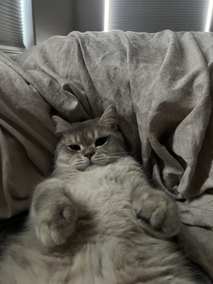 stormi | America's Favorite Pet