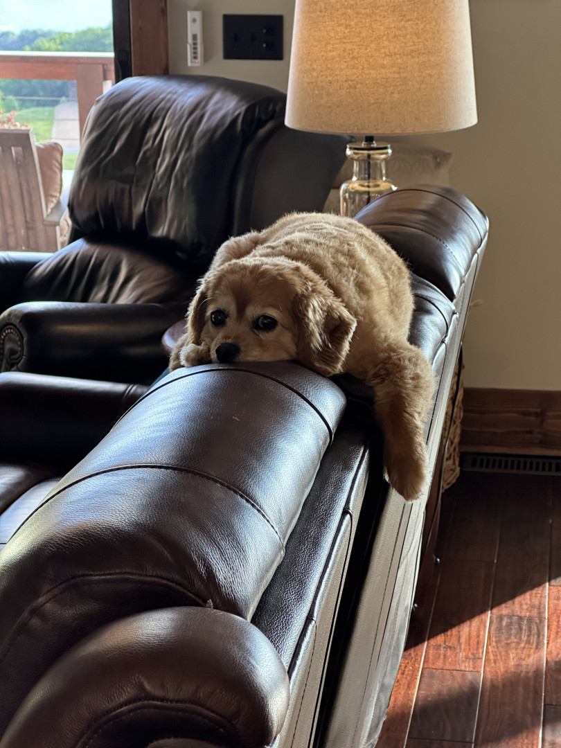 Ruby | America's Favorite Pet