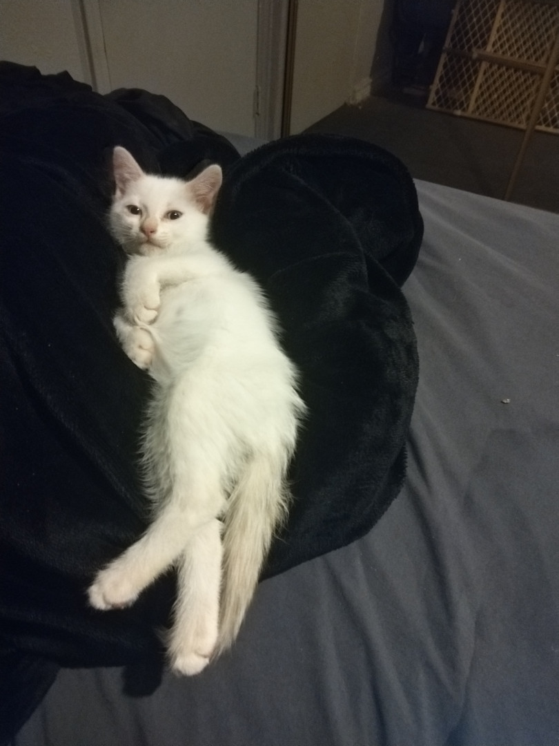 Chester | America's Favorite Pet