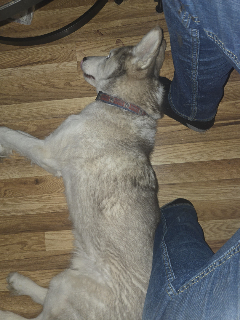 Titan | America's Favorite Pet