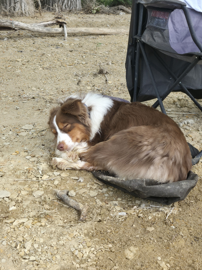 Rip | America's Favorite Pet