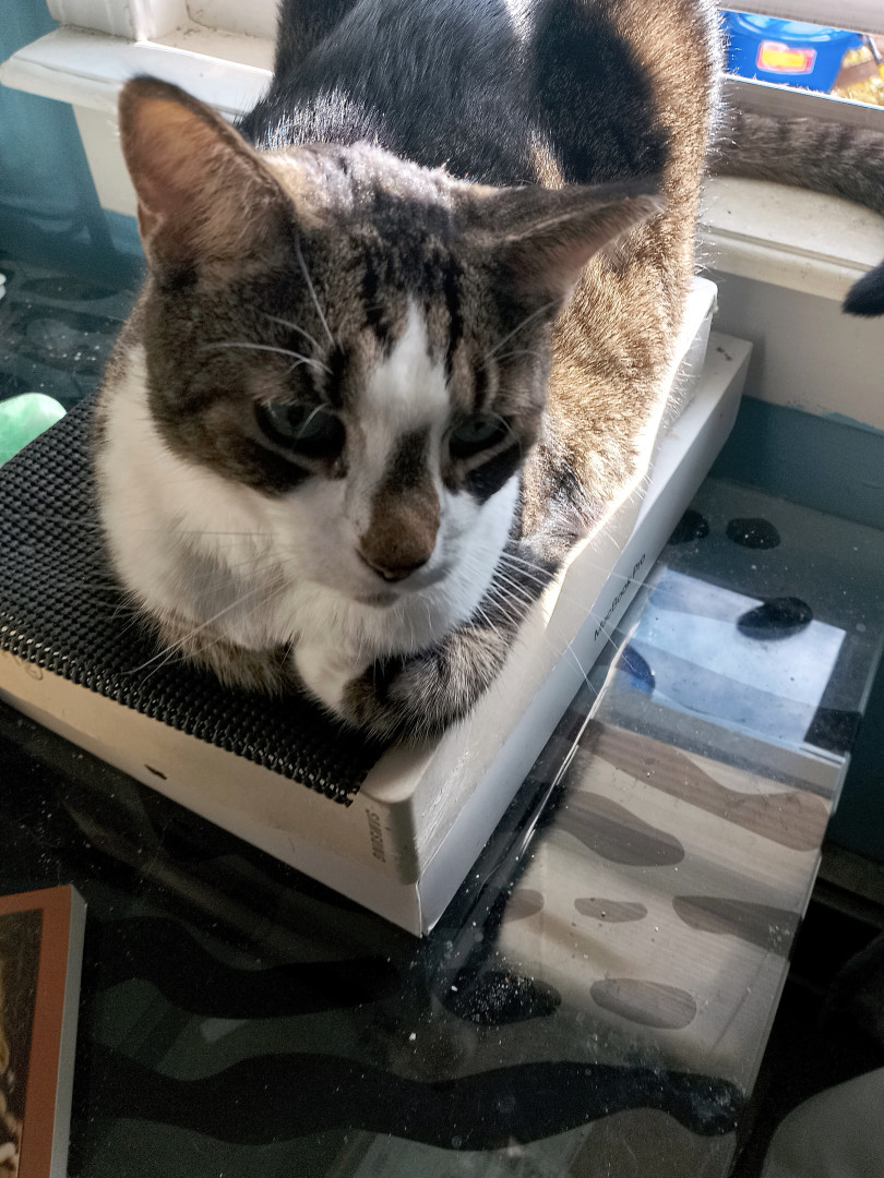 Onyx | America's Favorite Pet