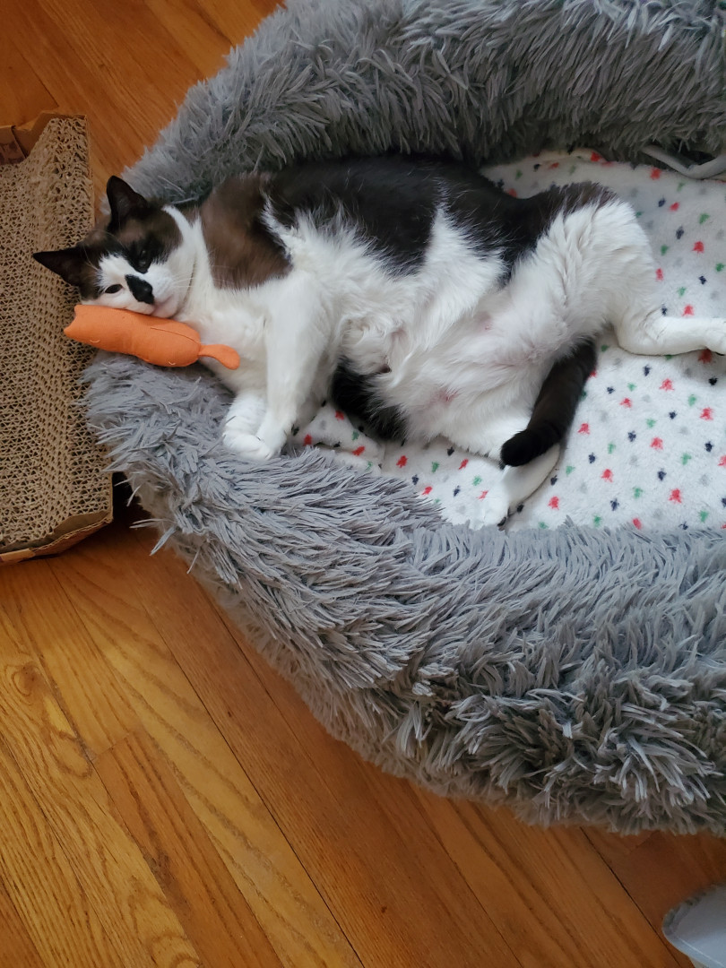 Simba | America's Favorite Pet