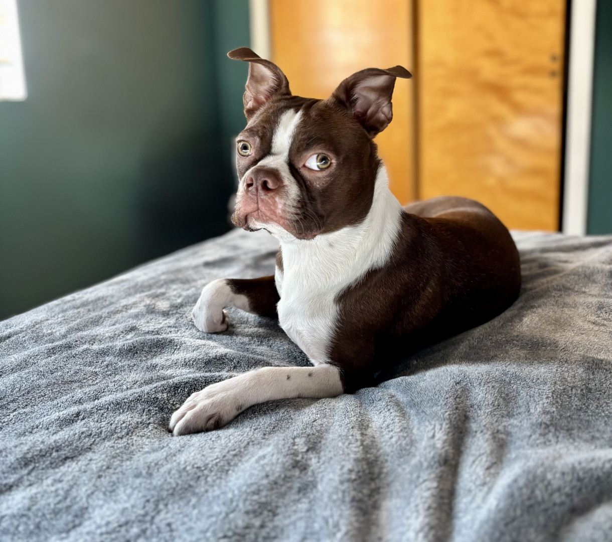 Dexter | America's Favorite Pet