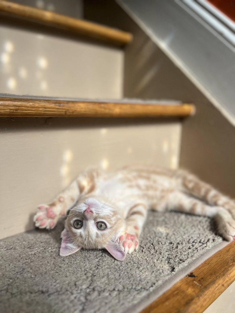 Simba | America's Favorite Pet