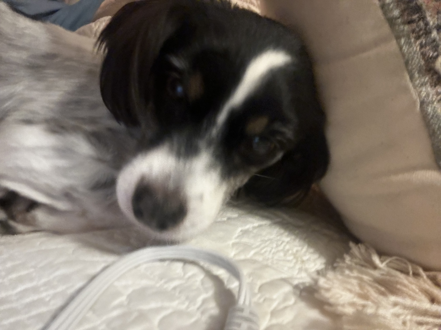 Gracie Lamb | America's Favorite Pet