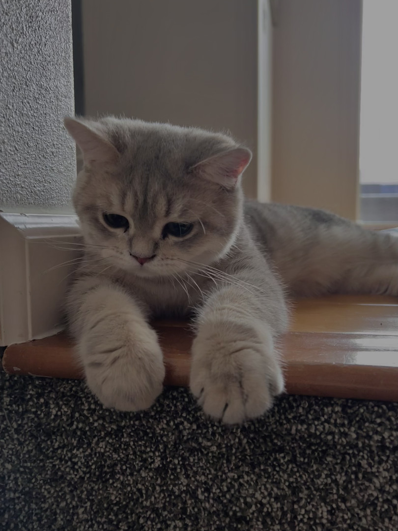 stormi | America's Favorite Pet
