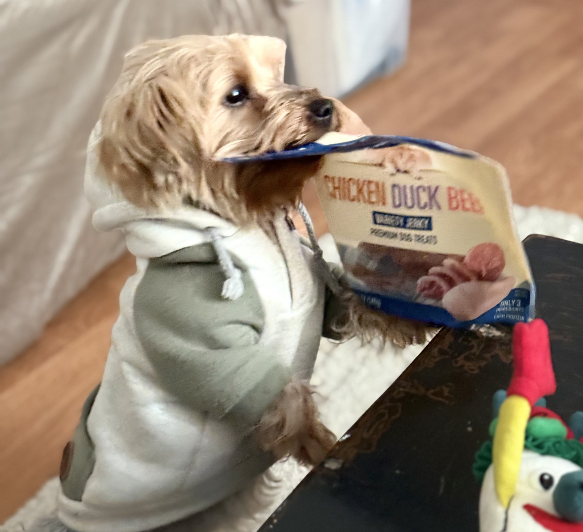 Nala | America's Favorite Pet