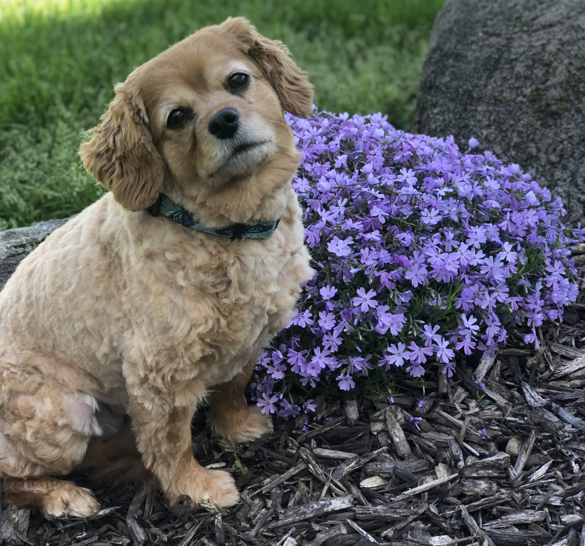 Ruby | America's Favorite Pet