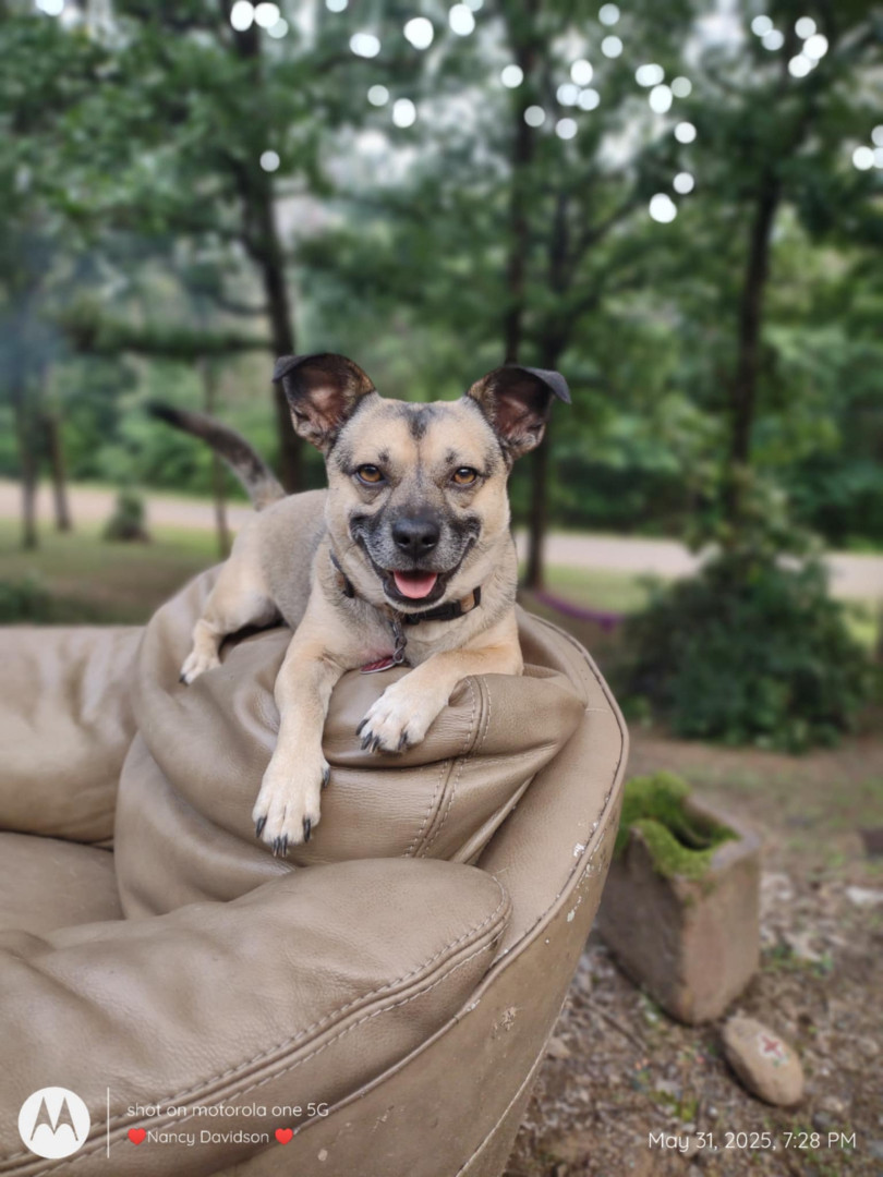 Bruno | America's Favorite Pet