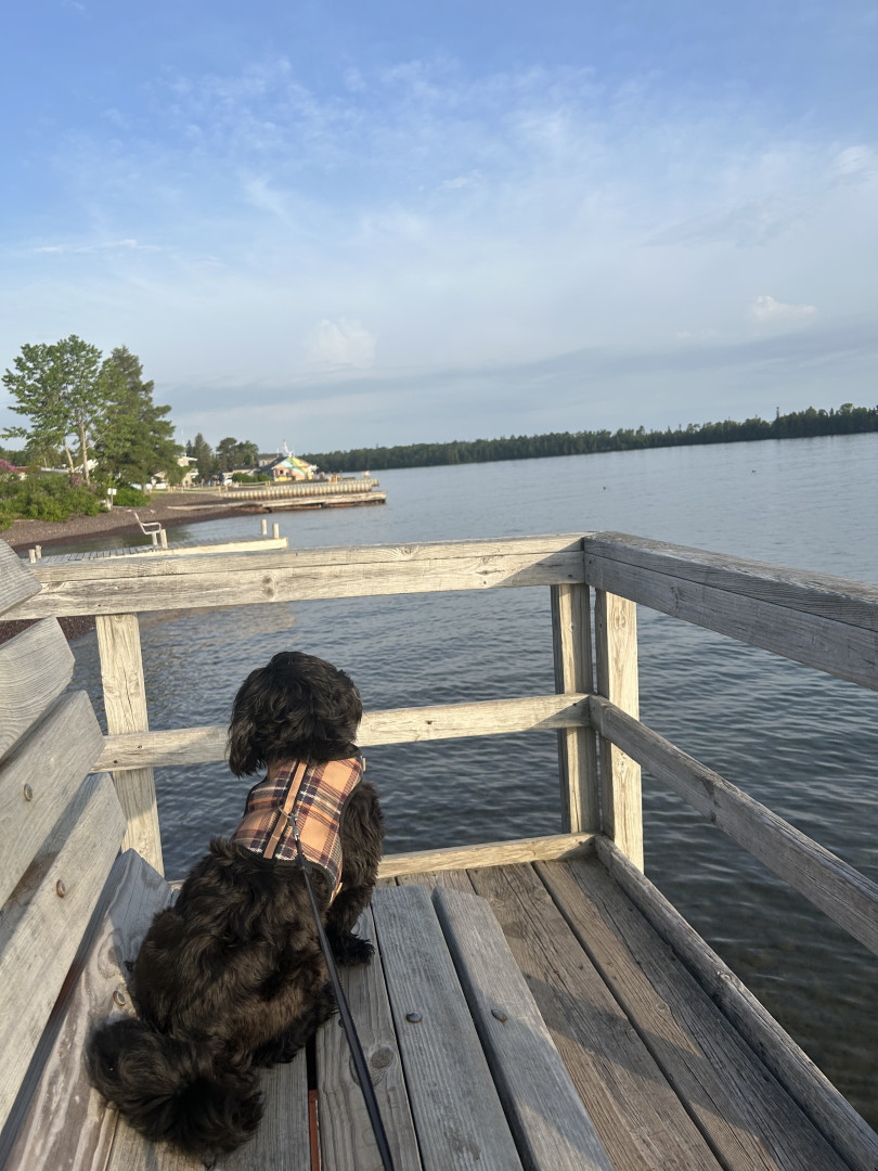 Ken dog | America's Favorite Pet