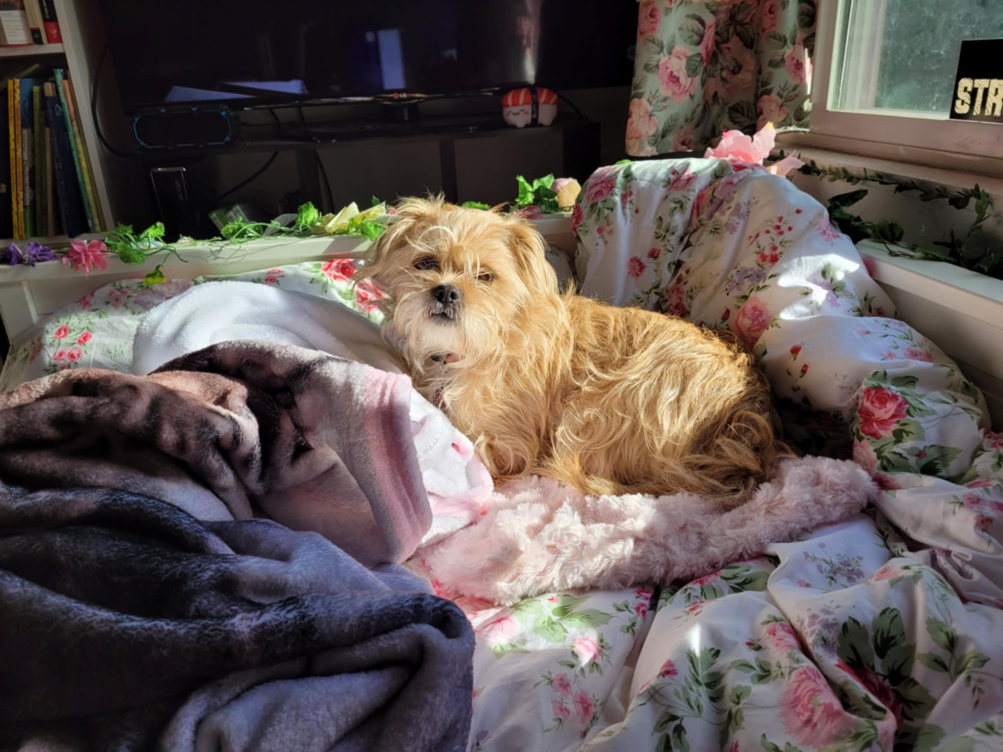 Livia Charlotte | America's Favorite Pet