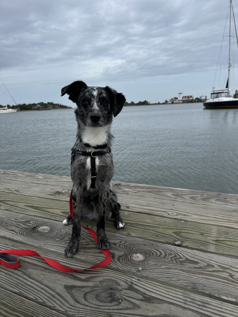 Nixon | America's Favorite Pet