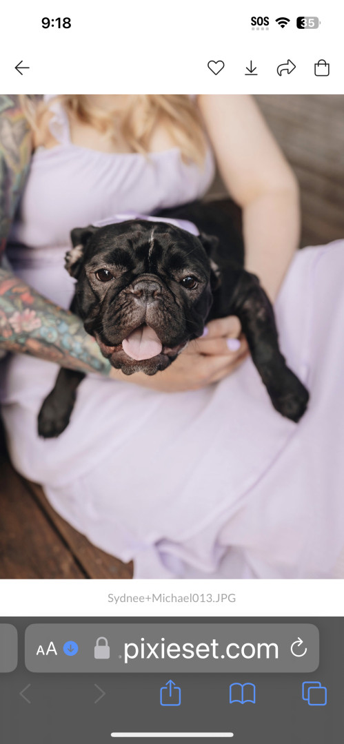 Ellie | America's Favorite Pet