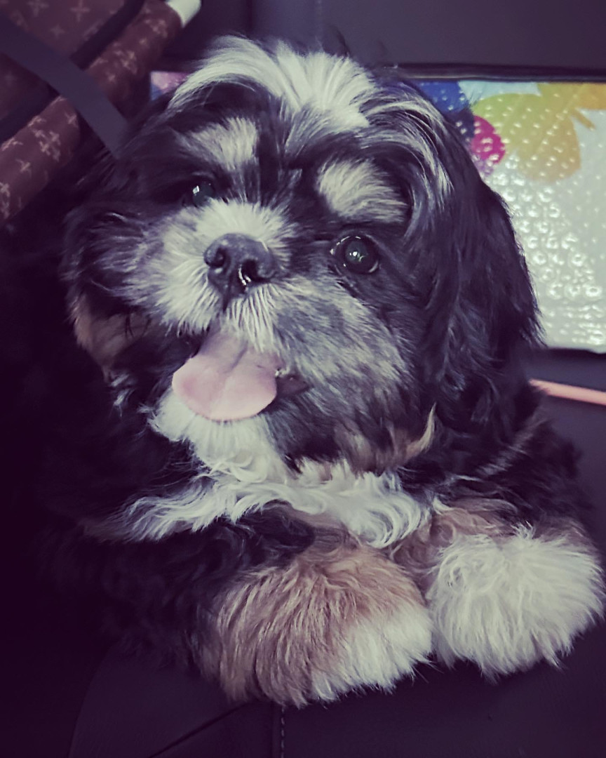 Milo | America's Favorite Pet