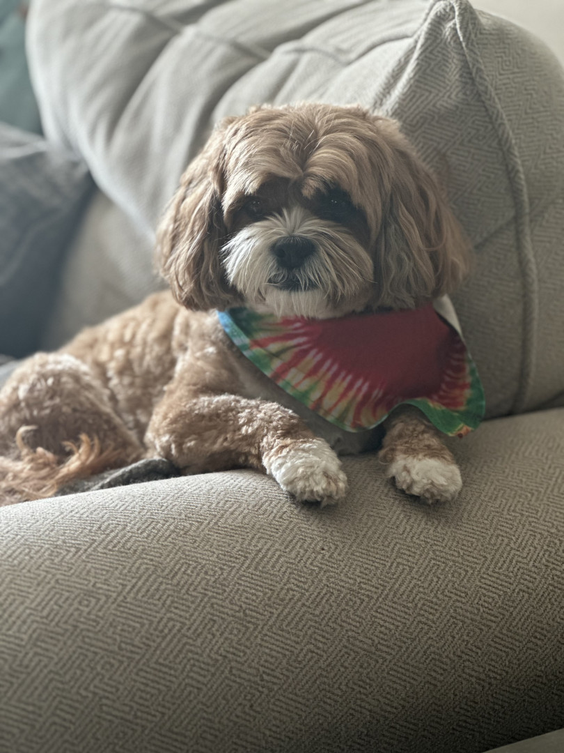 Hopper | America's Favorite Pet