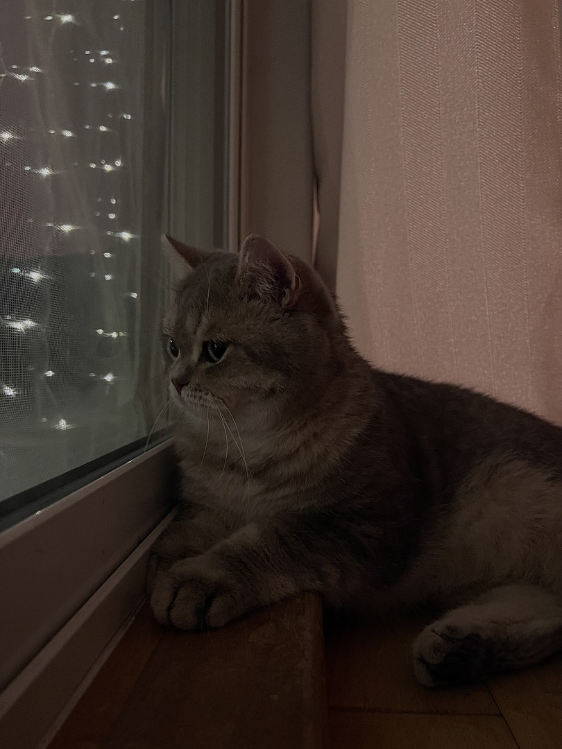 stormi | America's Favorite Pet