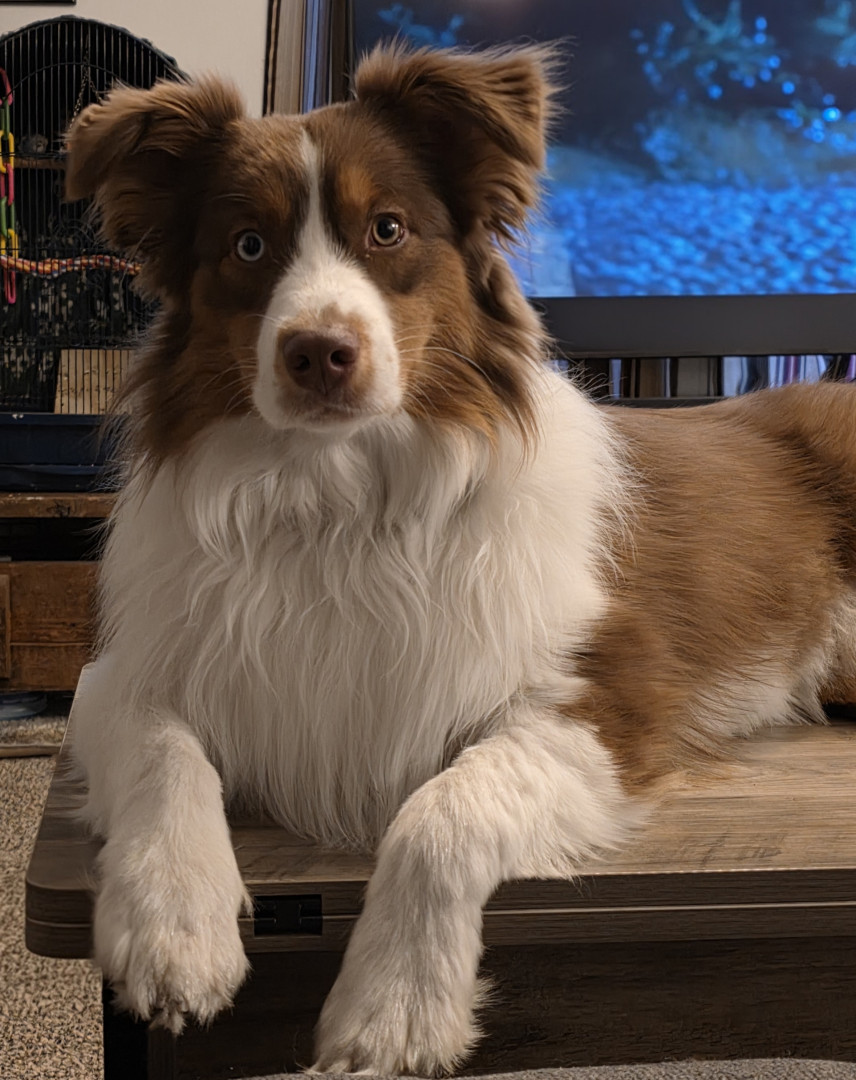 Rip | America's Favorite Pet