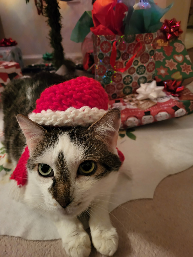 Boo boo | America's Favorite Pet