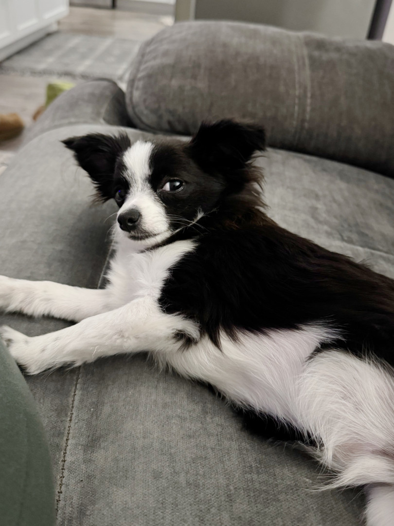 Pablo | America's Favorite Pet