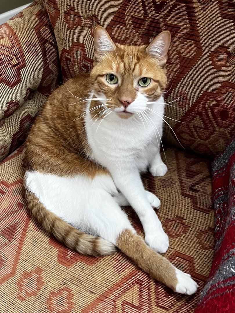 Rudy | America's Favorite Pet