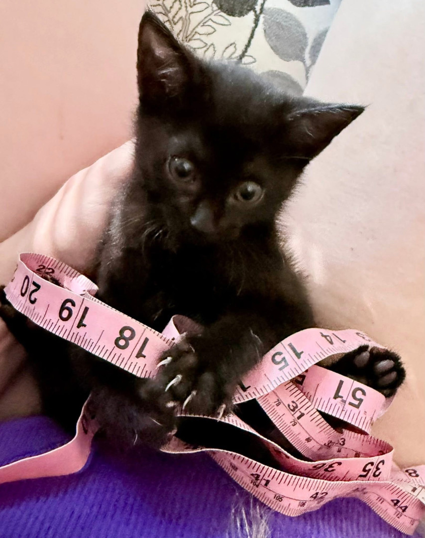 Lady Elektra | America's Favorite Pet