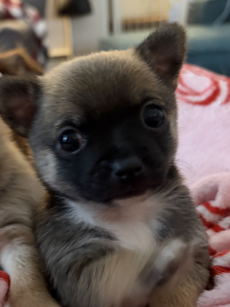 Ellie Mae | America's Favorite Pet