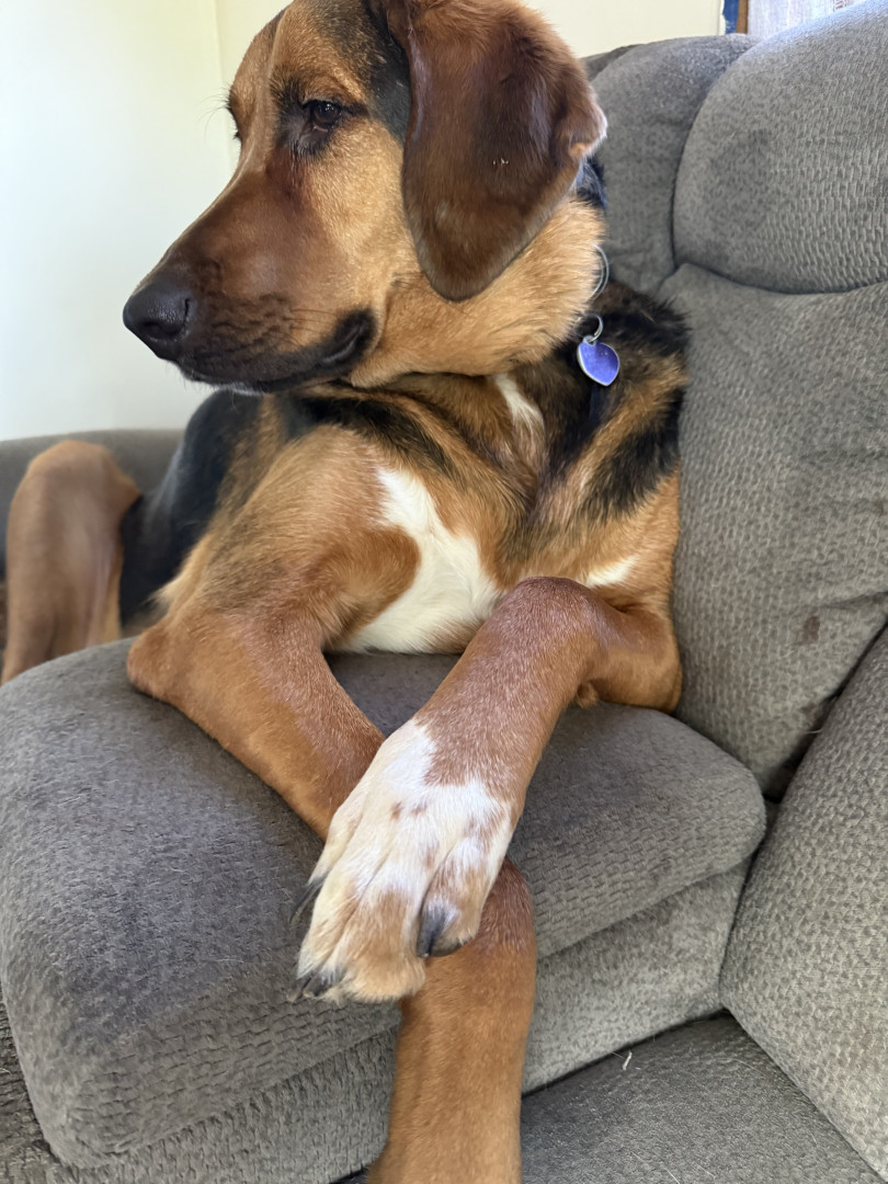 Bear | America's Favorite Pet