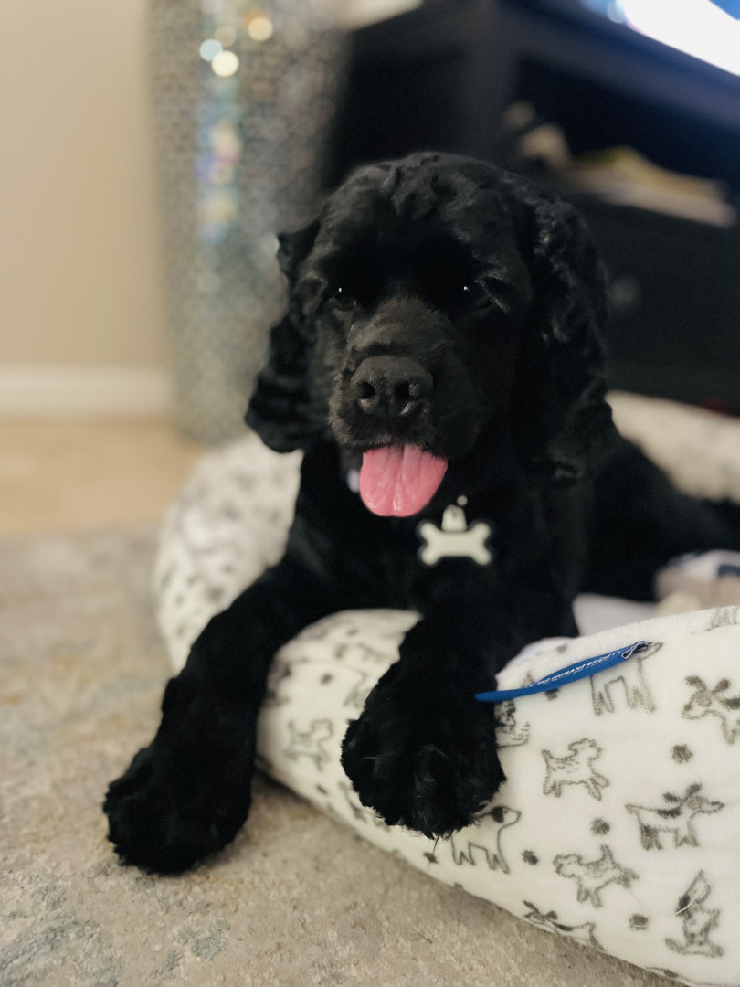 Tux | America's Favorite Pet