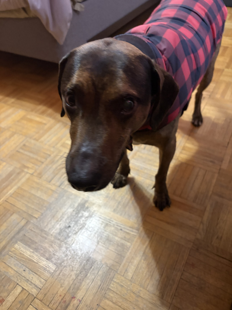 Mylo | America's Favorite Pet