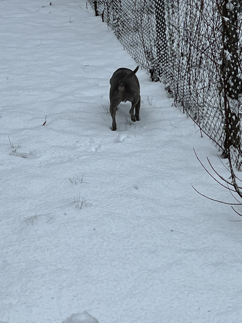 Mason | America's Favorite Pet